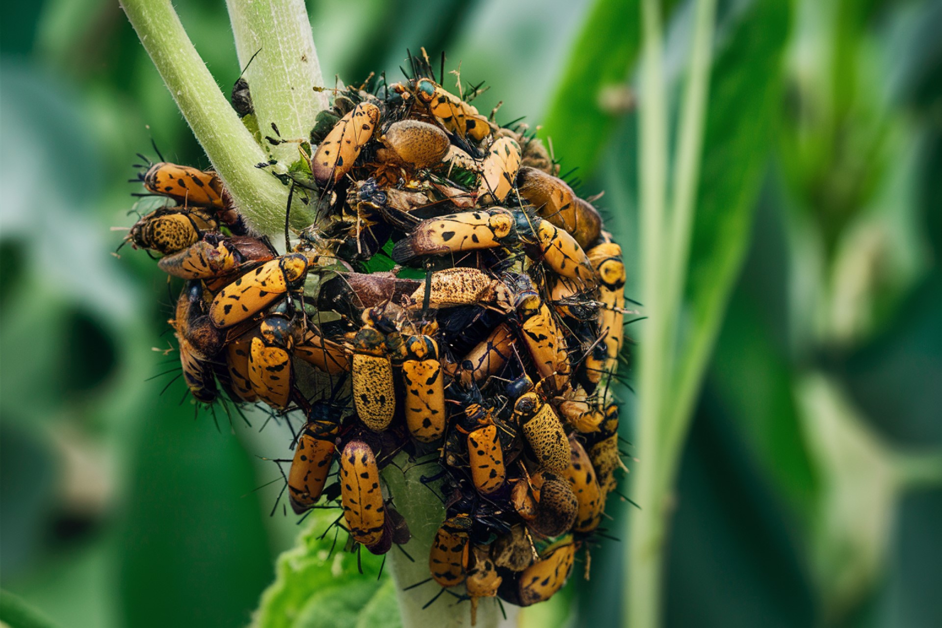 Estrategias Efectivas en el Control de Plagas